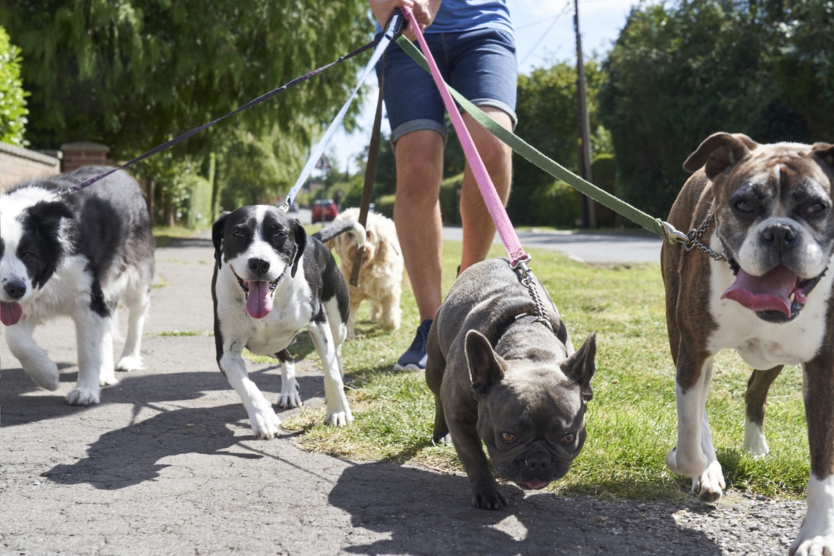 Cómo trabajar de paseador de perros en Verano 2026